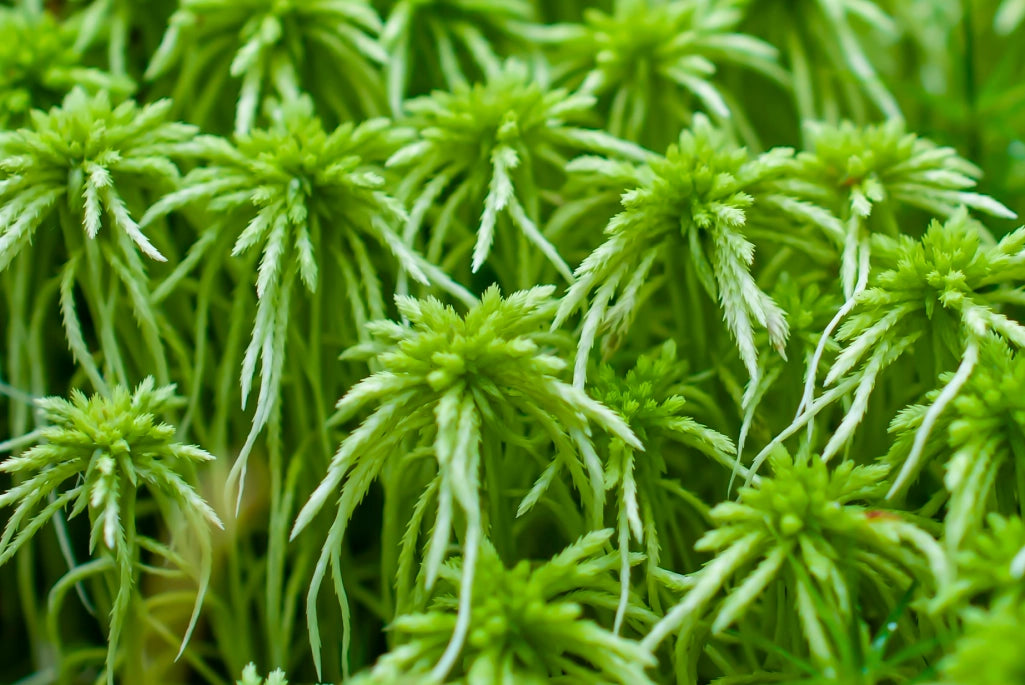 Musgo Sphagnum: Para Qué Sirve y Cómo Usarlo en tu Jardín o Hogar